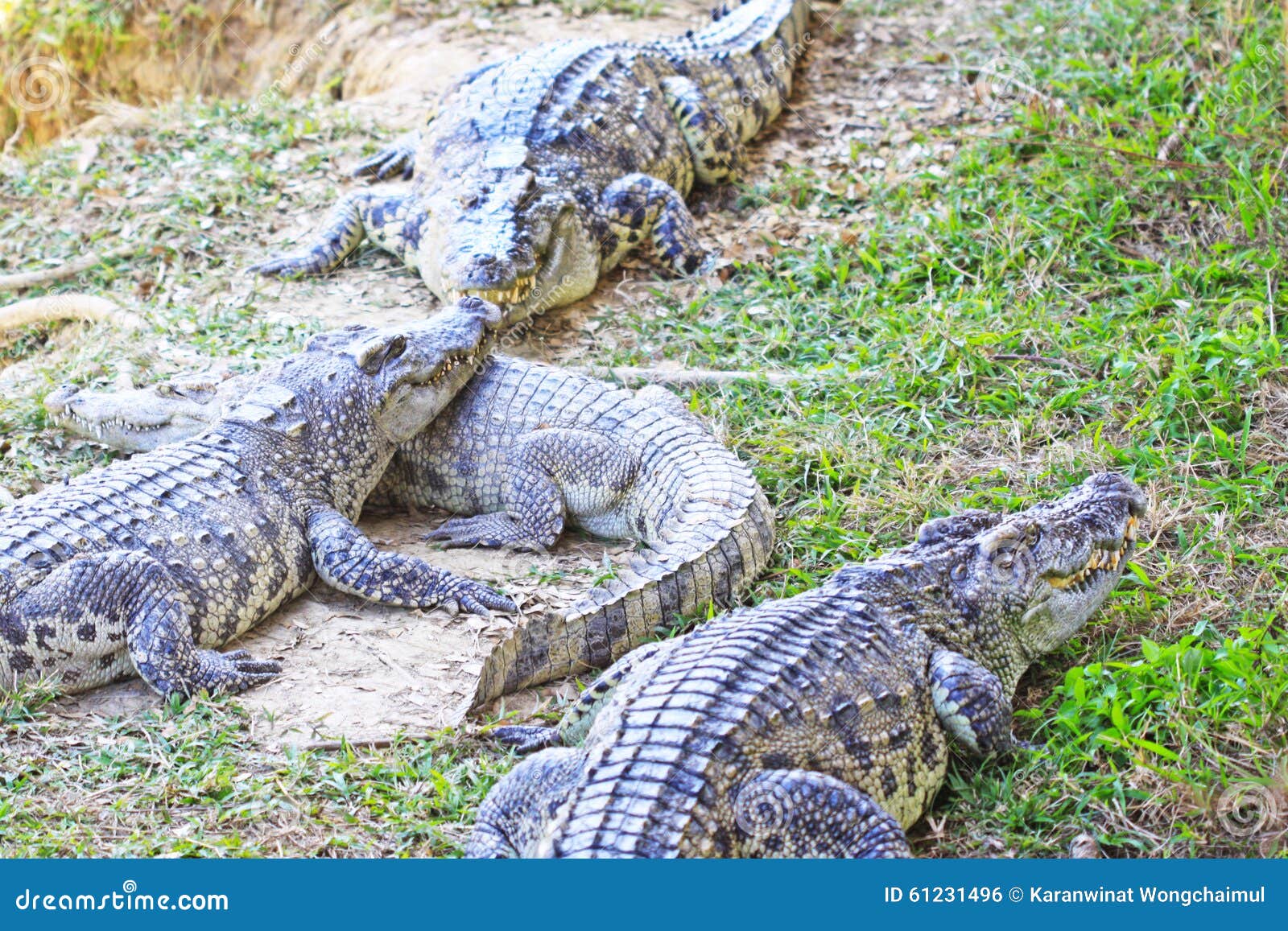 Crocodile farm stock photo. Image of mouth, green, crocodile - 61231496