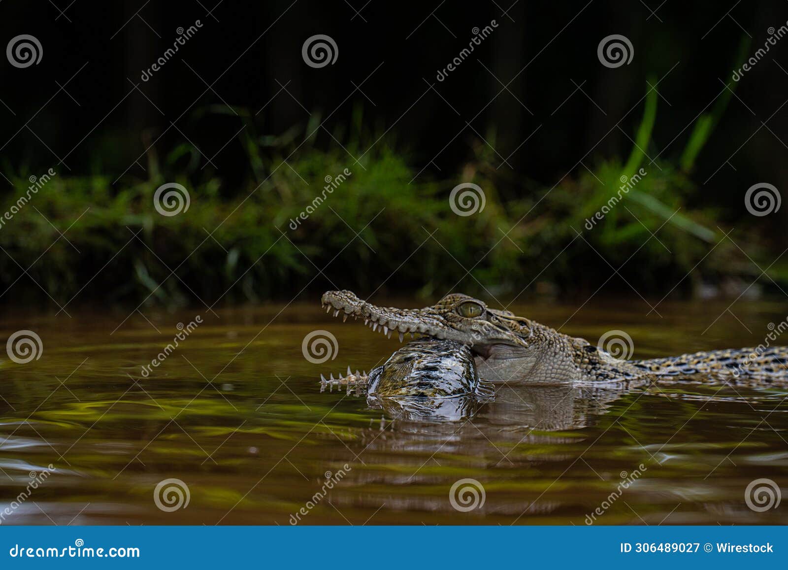 Crocodile Feasting on Fish in the Wetland Stock Image - Image of ...