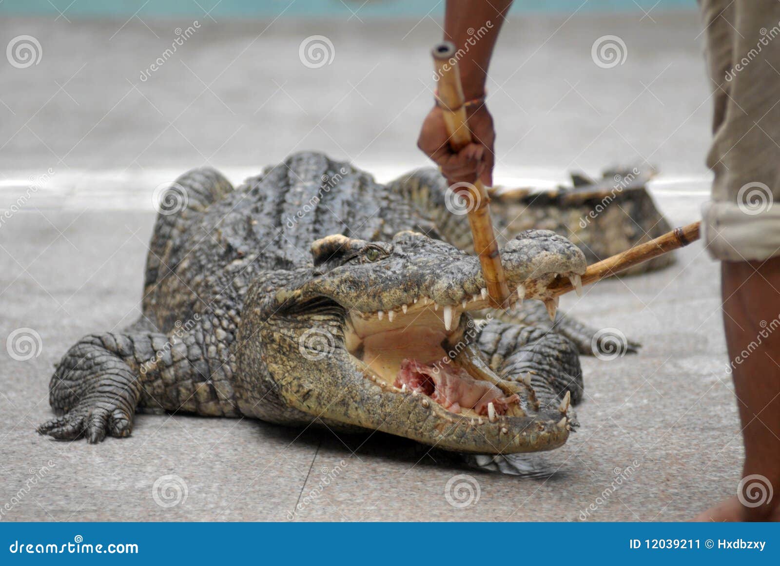 Crocodile feeding stock image. Image of touch, asia, feeding - 12039211