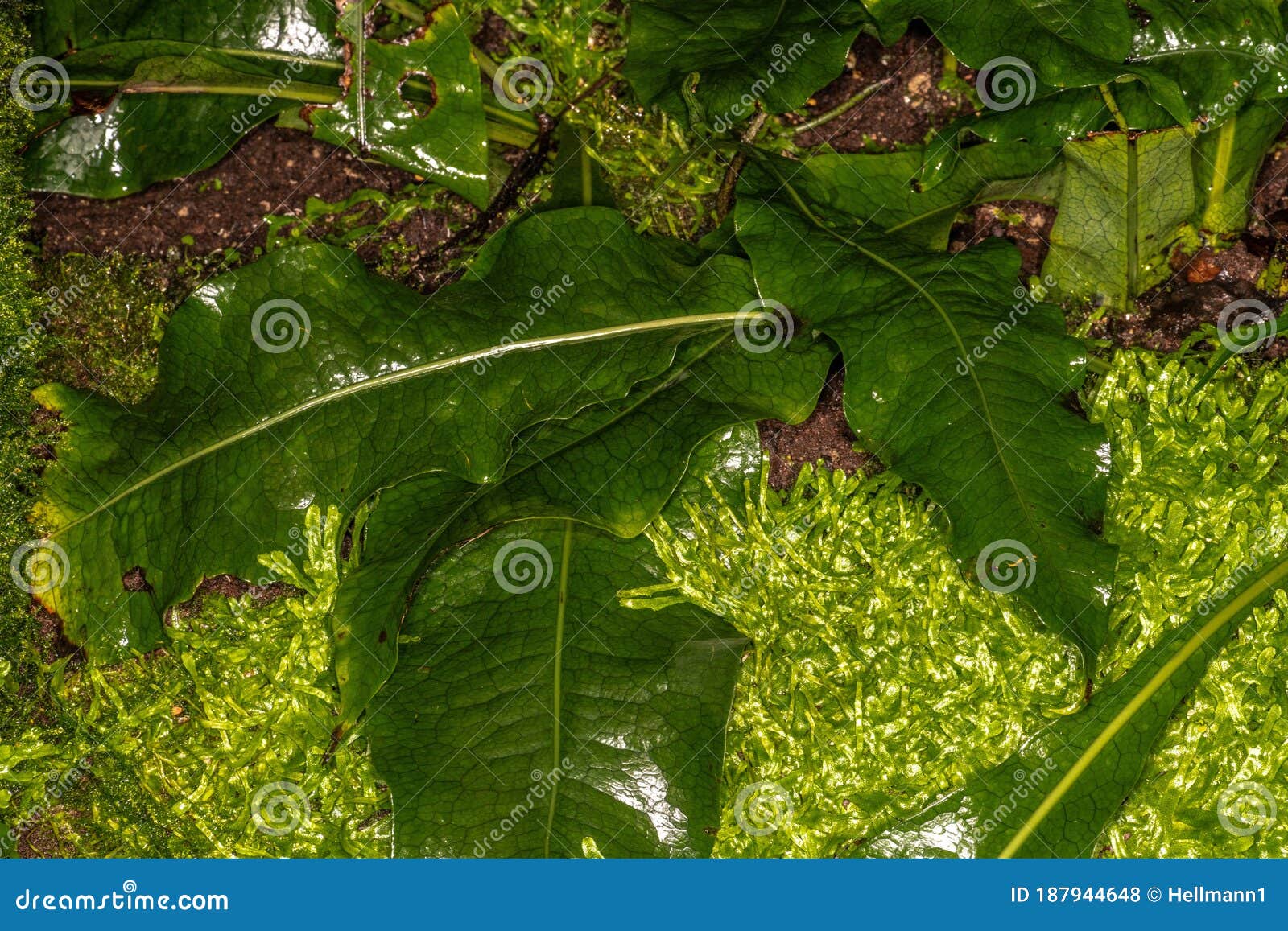Crocodile Fern Leaf stock photo. Image of crocodile - 187944648