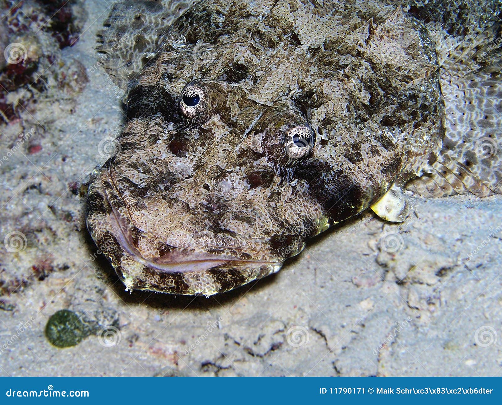 Crocodile fish stock image. Image of crocodile, detail - 11790171