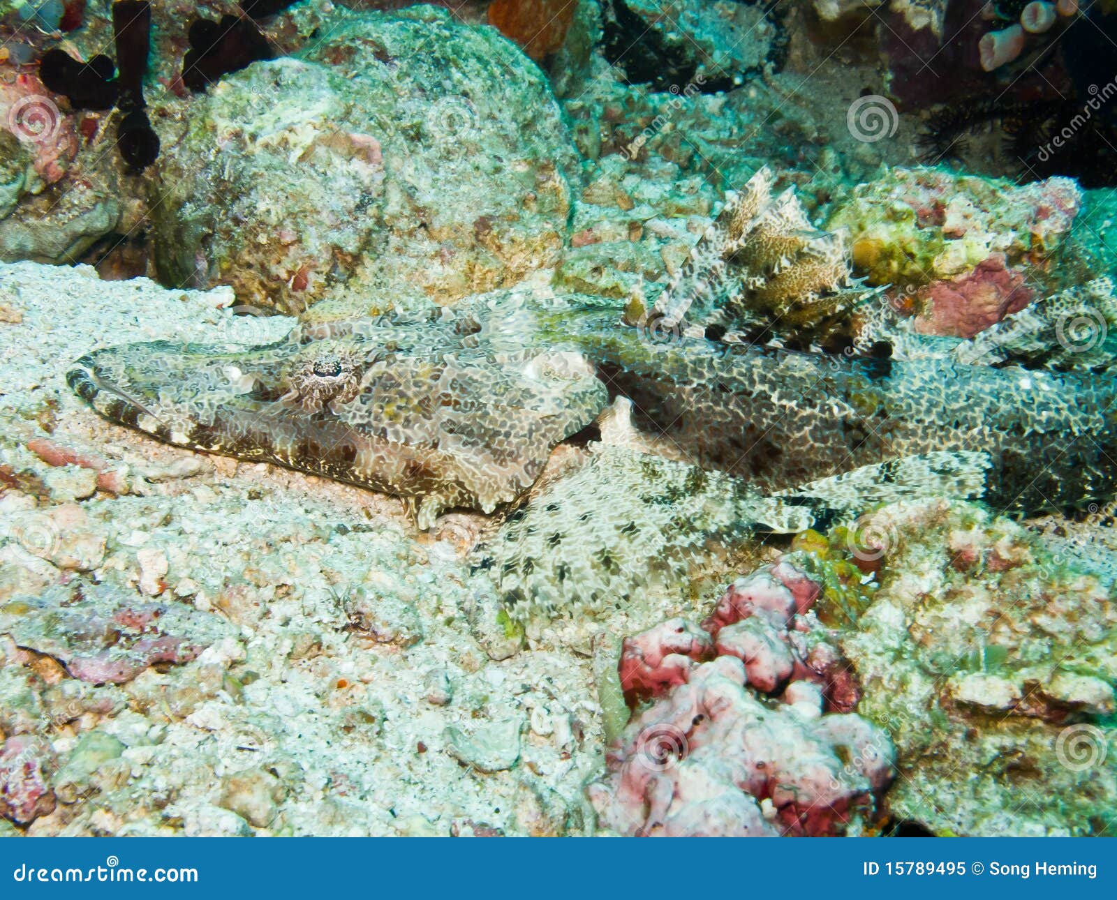 Crocodile fish stock image. Image of marine, color, carnivorous - 15789495