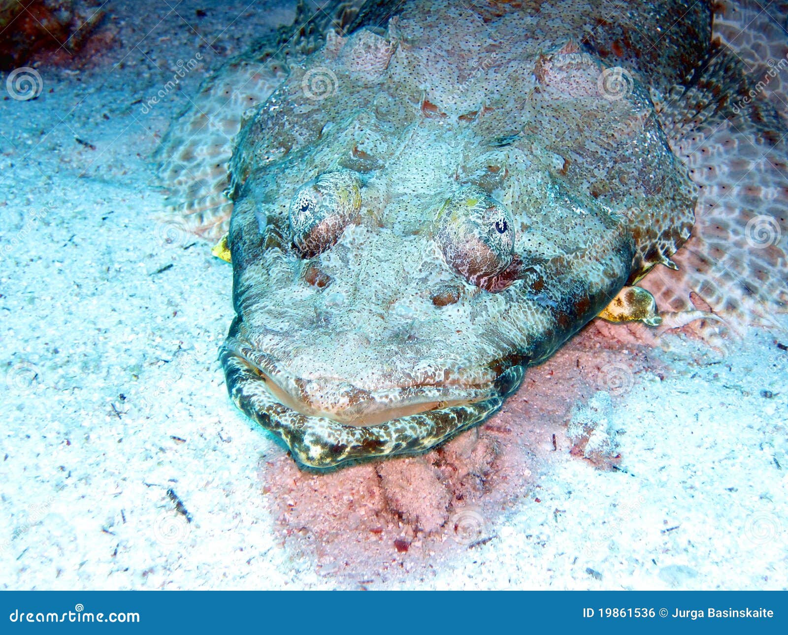 Crocodile fish stock photo. Image of floor, water, face - 19861536