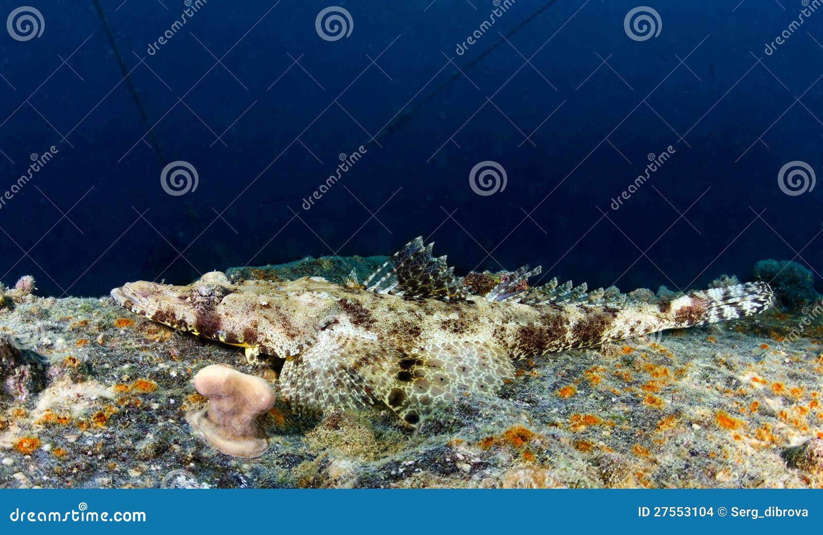 Crocodile fish stock photo. Image of fish, tropical, sealife - 27553104