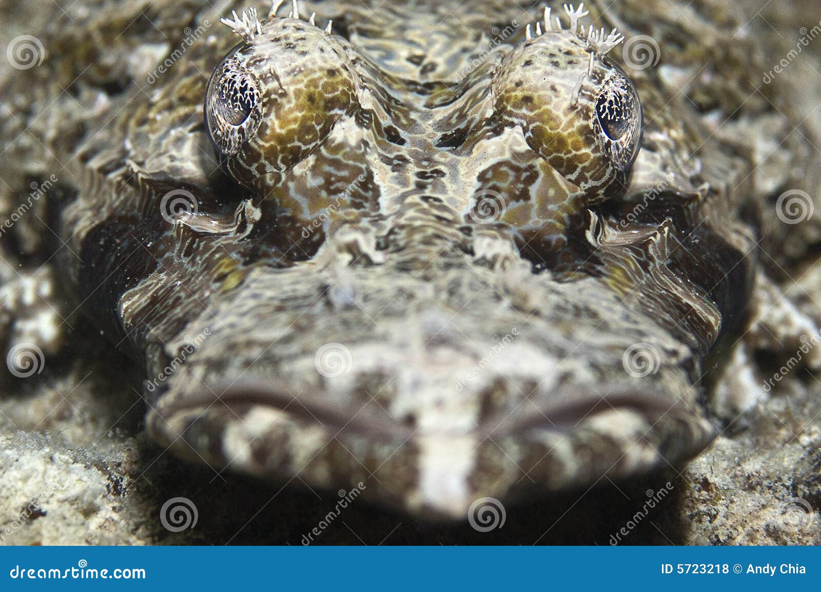 Crocodile fish stock photo. Image of lashers, fish, marco - 5723218