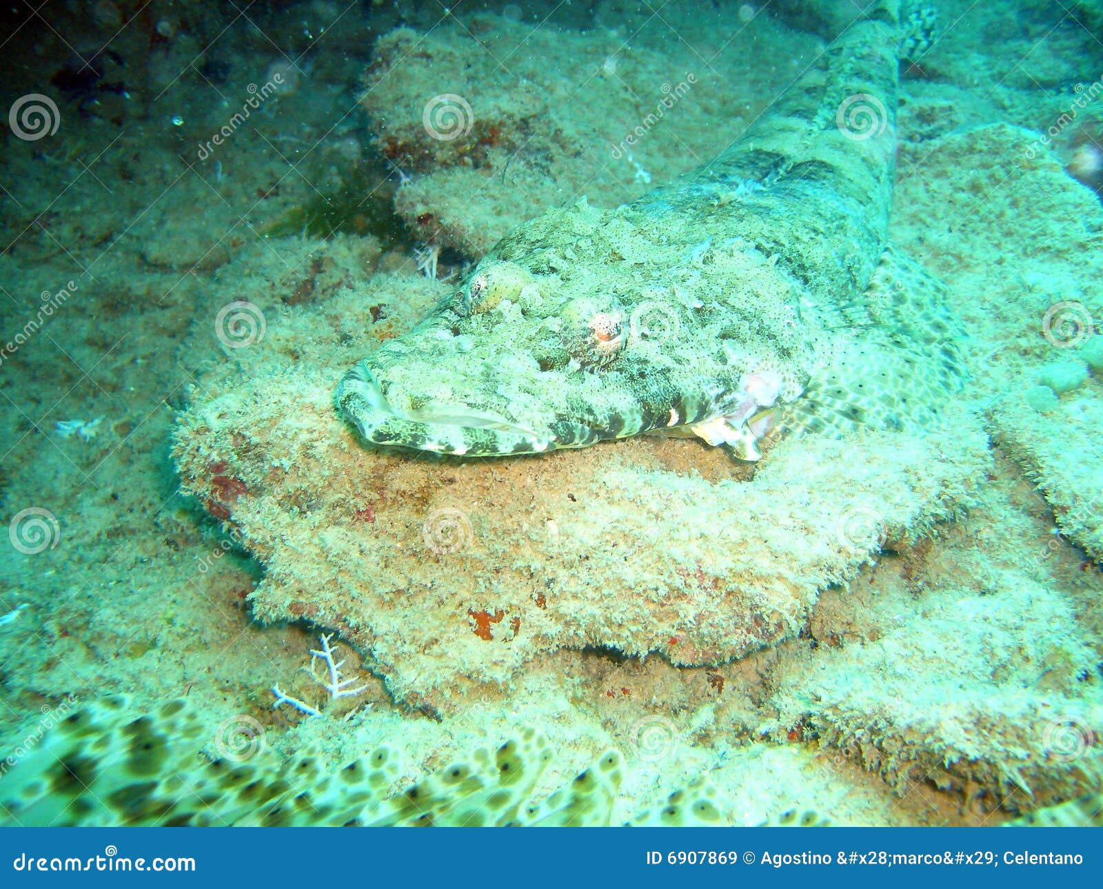 The crocodile fish stock image. Image of mimetic, scuba - 6907869