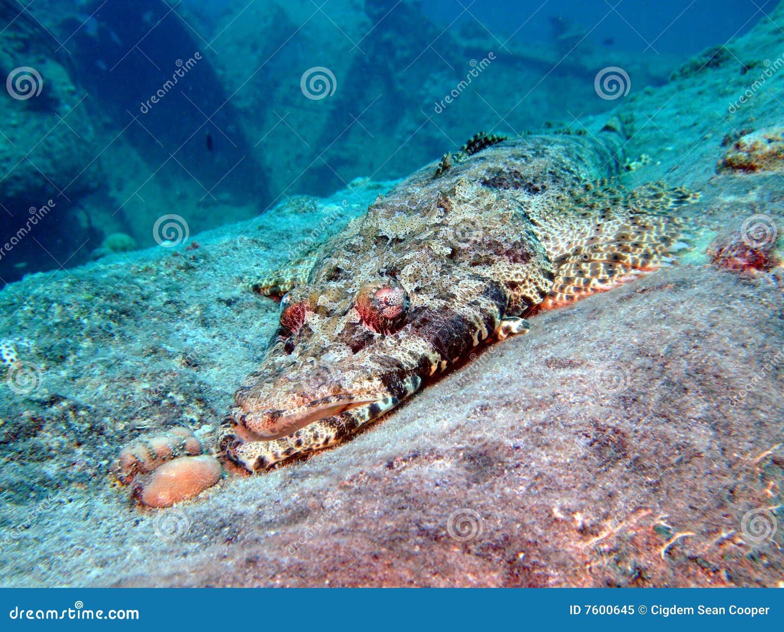 Crocodile Fish stock image. Image of thistlegorm, weird - 7600645