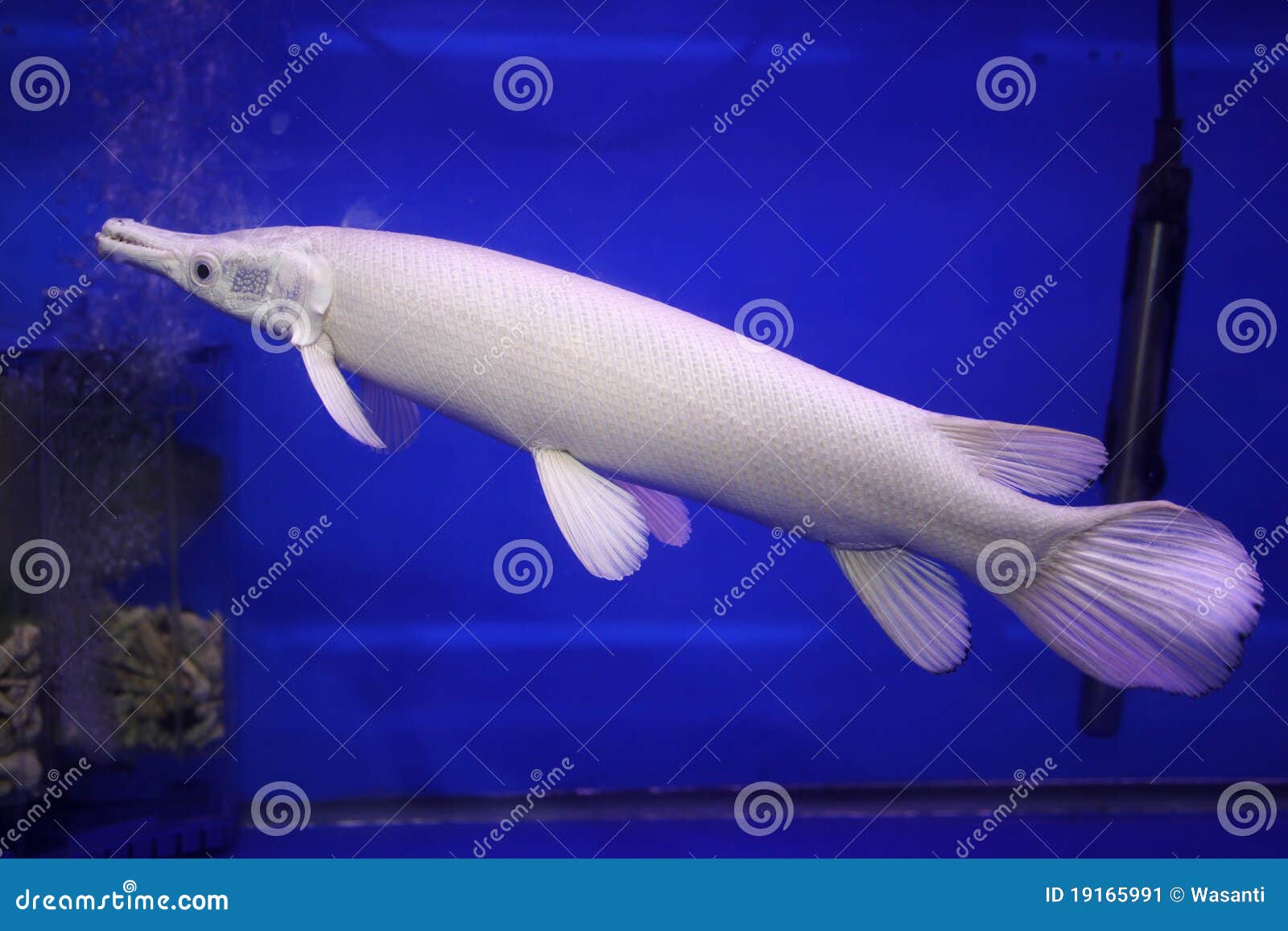 Crocodile Fish, Beautiful Fish Stock Image - Image of conservation ...