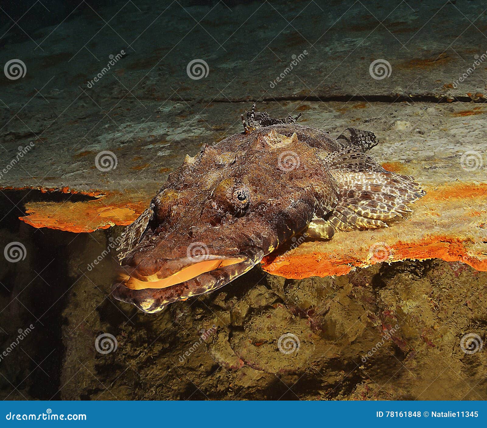 Crocodile Fish, Tentacle Flatheads. Royalty-Free Stock Photography ...