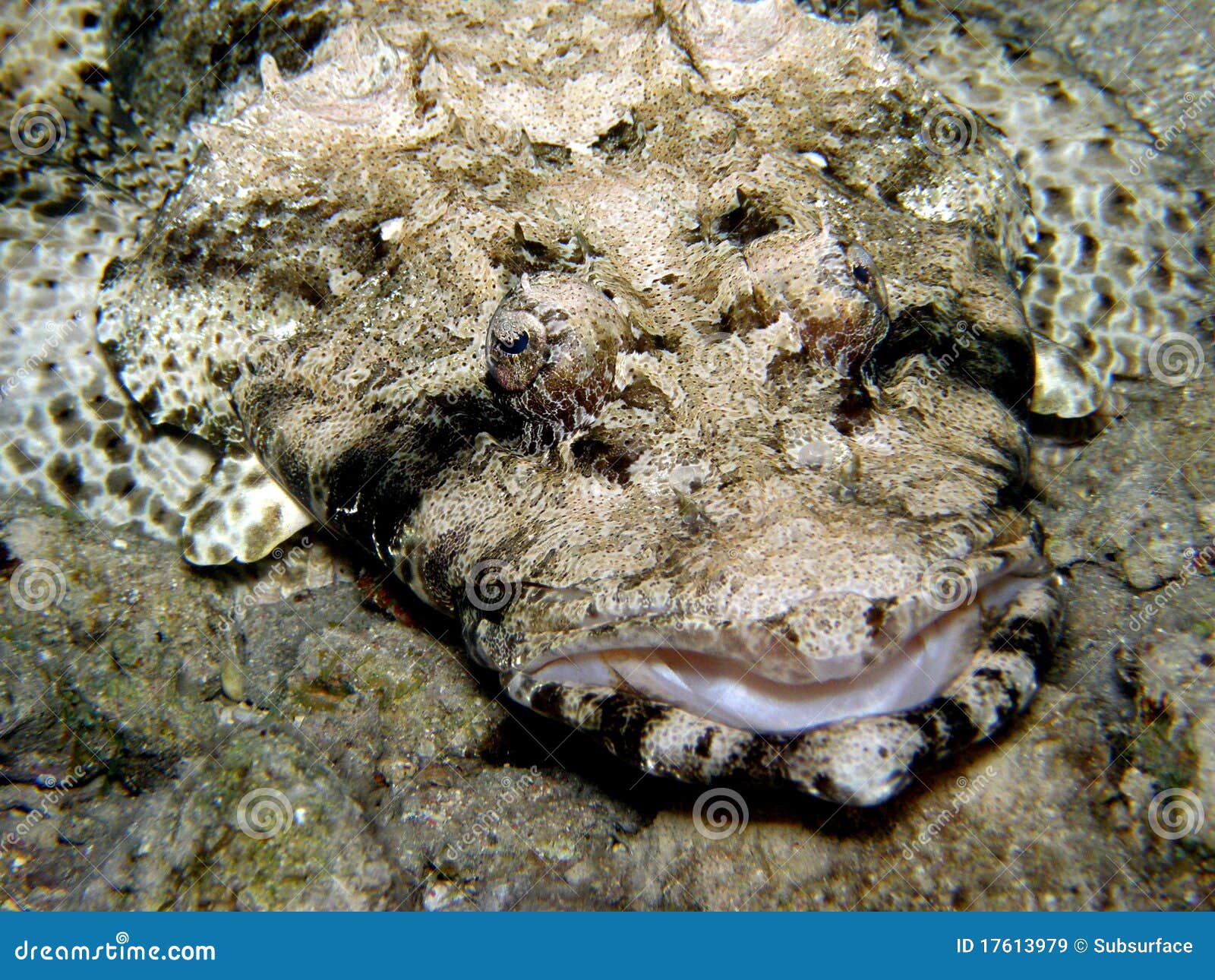 Crocodile Fish/ Flat Head - Red Sea Stock Image - Image of bottom ...