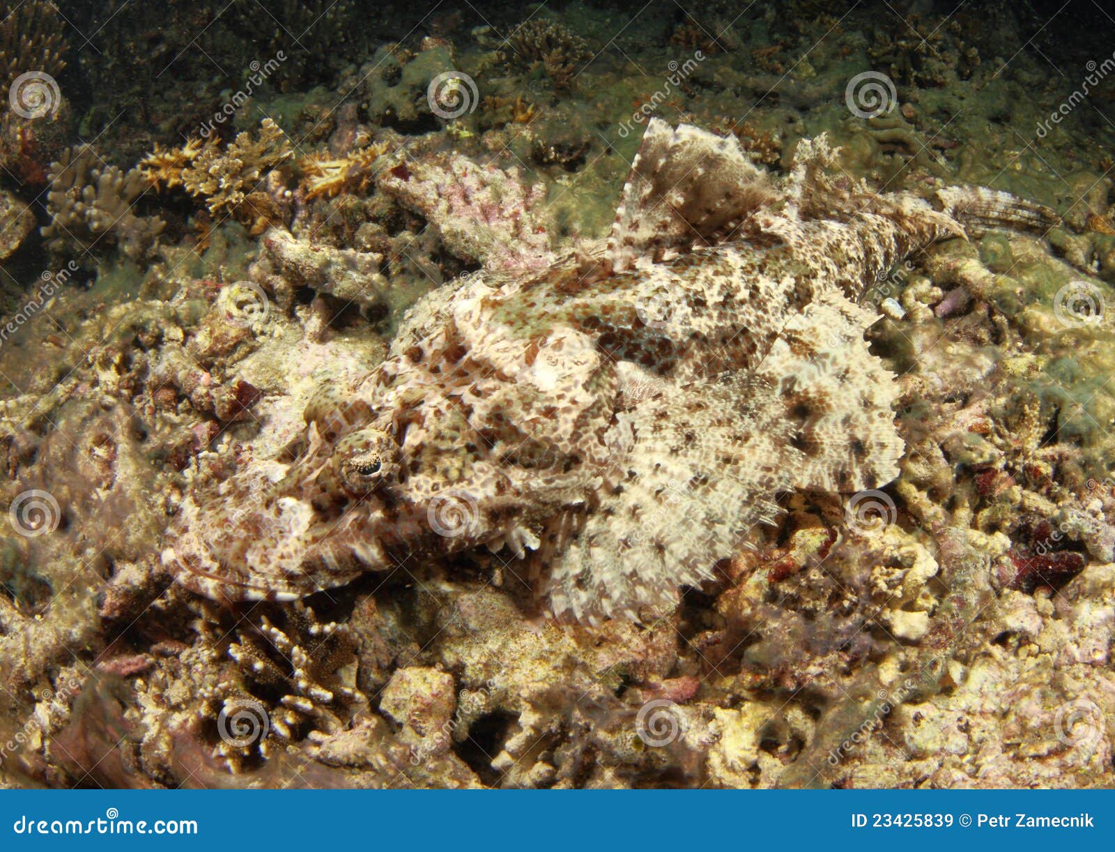Crocodile Fish Having a Rest Stock Image - Image of rest, underwater ...