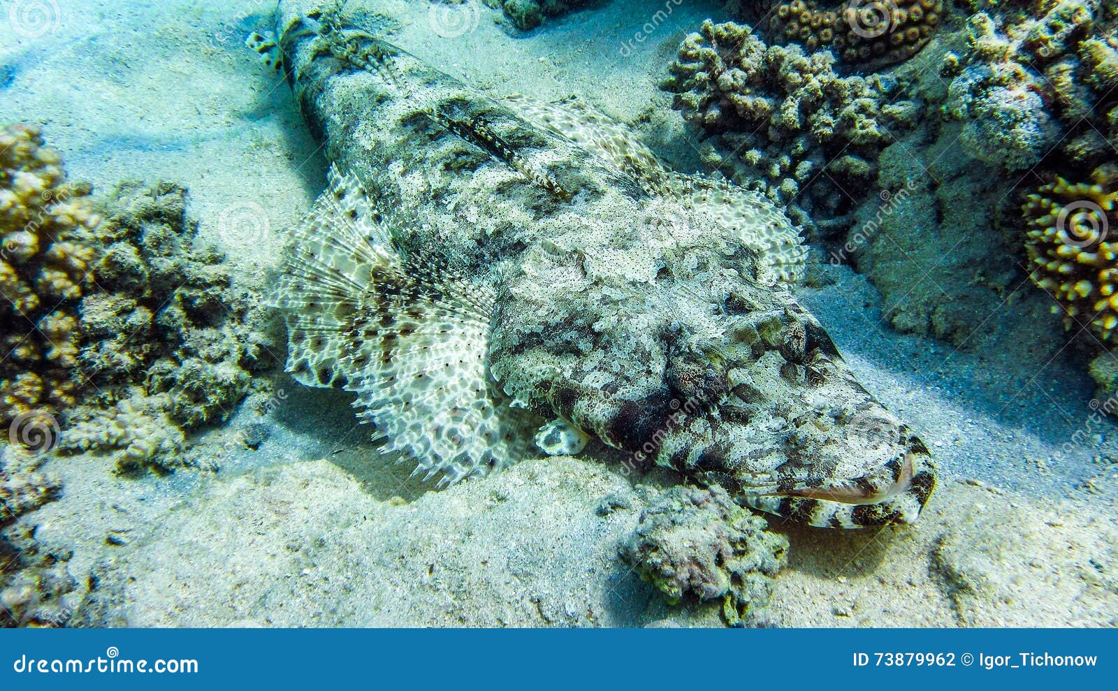 Crocodile Fish Laying on the Ground, Egypt, Marsa Alam Stock Photo ...