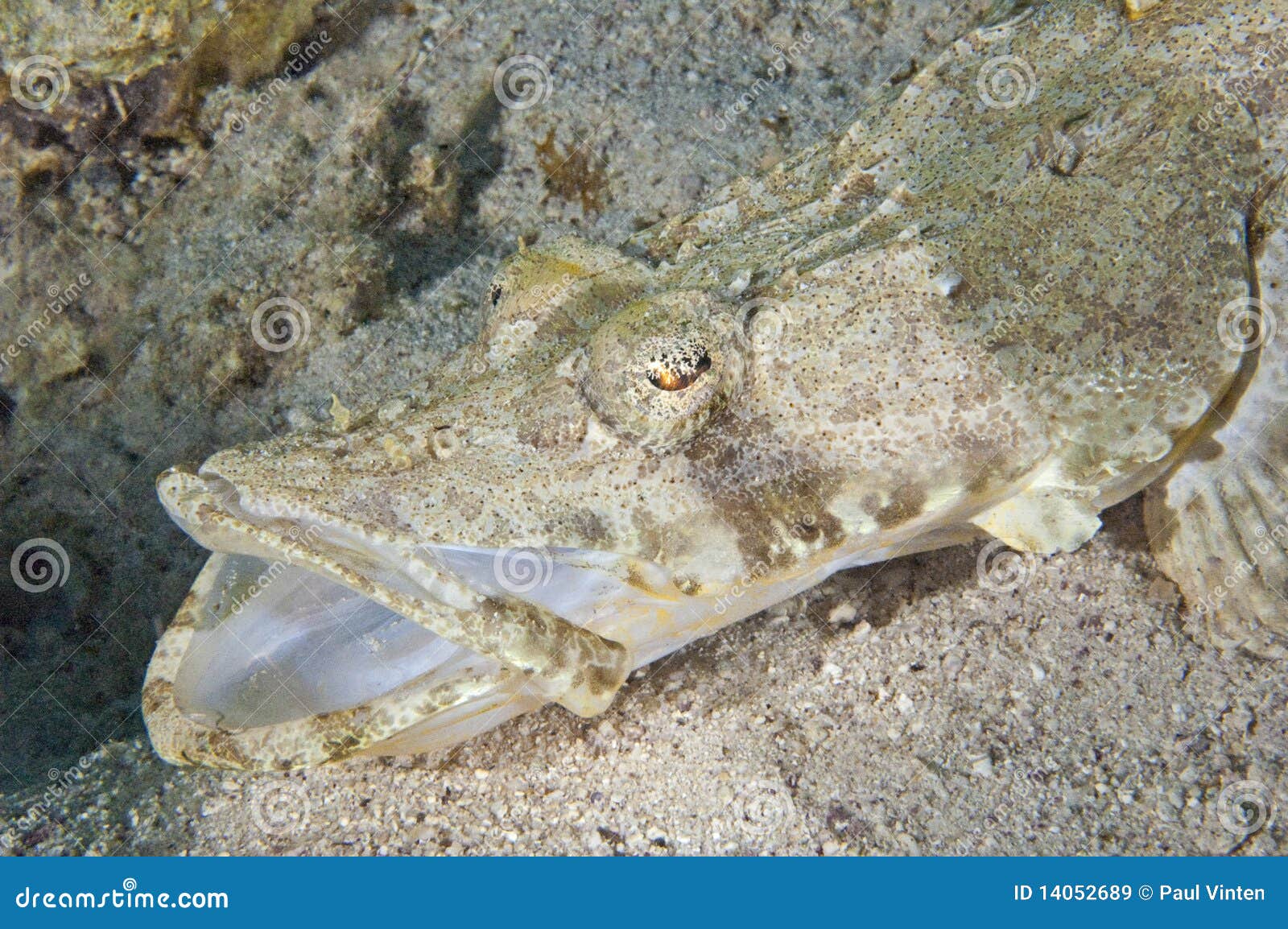 Crocodile Fish with Open Mouth Stock Image - Image of habitat, flathead ...
