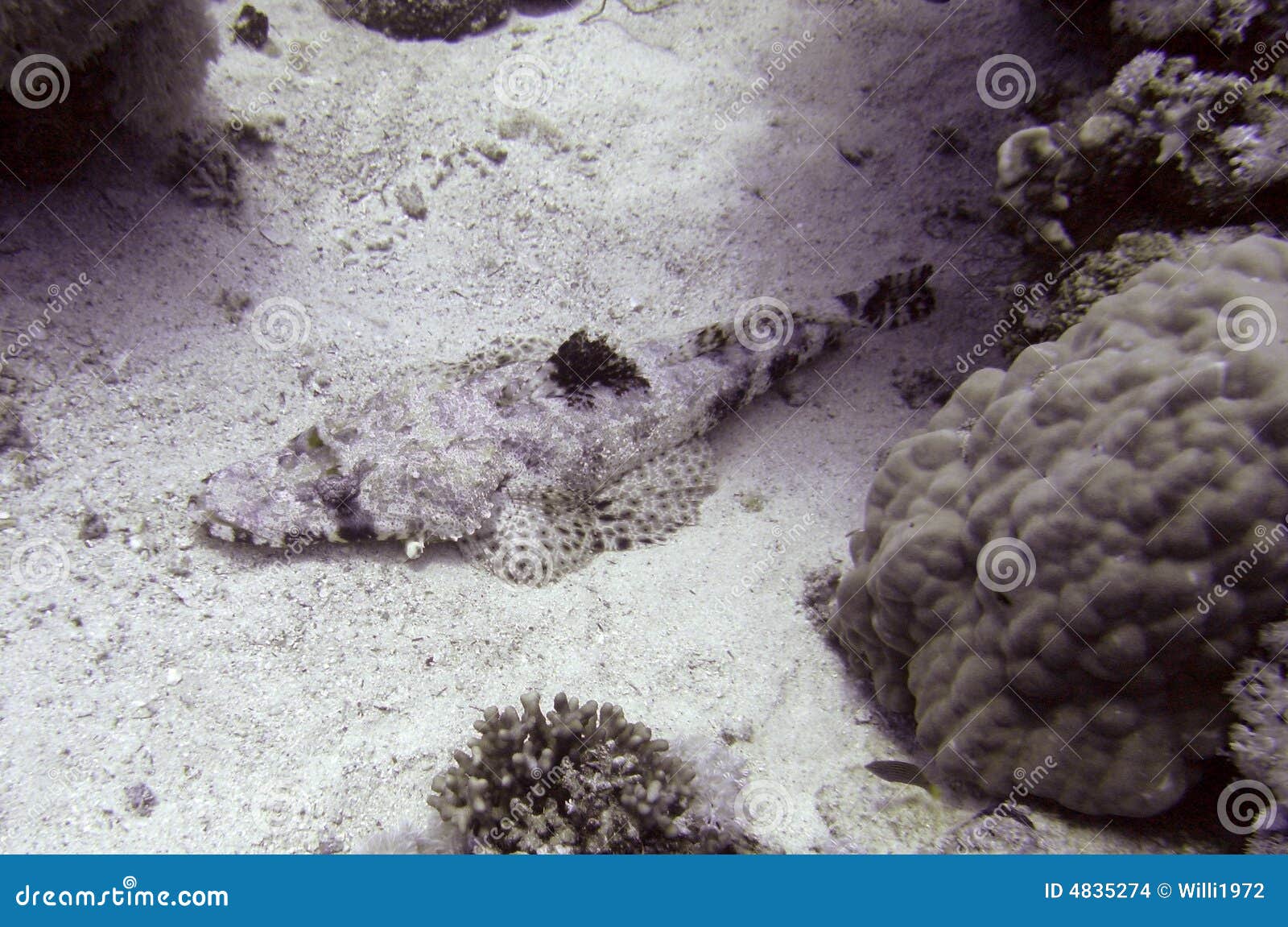 Crocodile fish resting stock photo. Image of tropical - 4835274