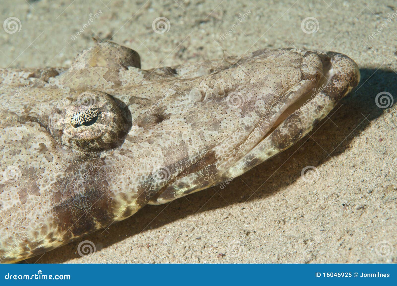Fish Sand Smelt Swimming Underwater In The Sea Atherina Presbyter Stock ...