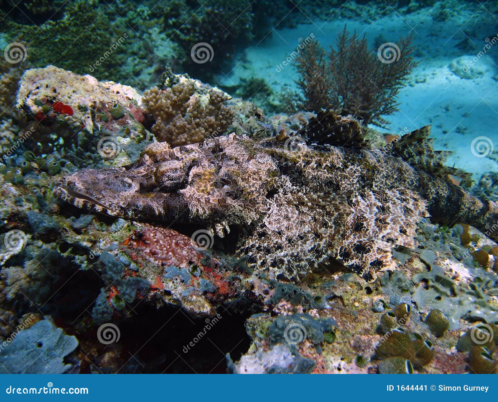 Crocodile Fish Sipadan Coral Reef Stock Image - Image of marine ...