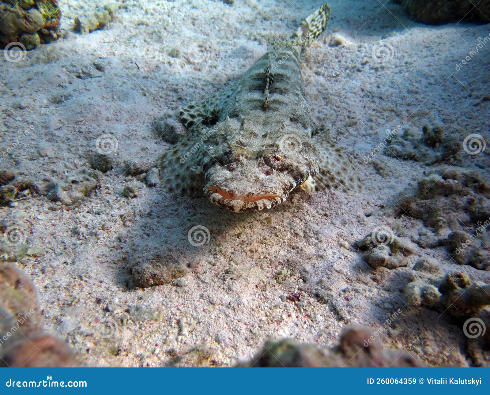 Crocodile Fish, Tentacle Flatheads. Stock Image - Image of salt, wild ...