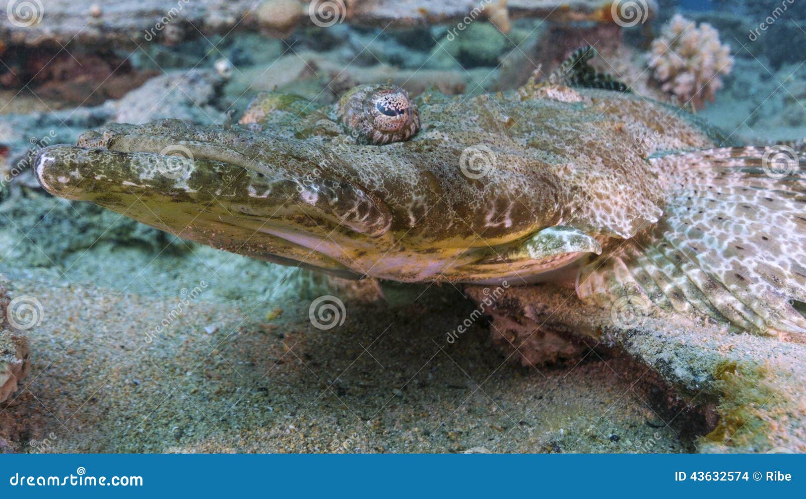 Crocodile Fish stock photo. Image of animal, crocodile - 43632574