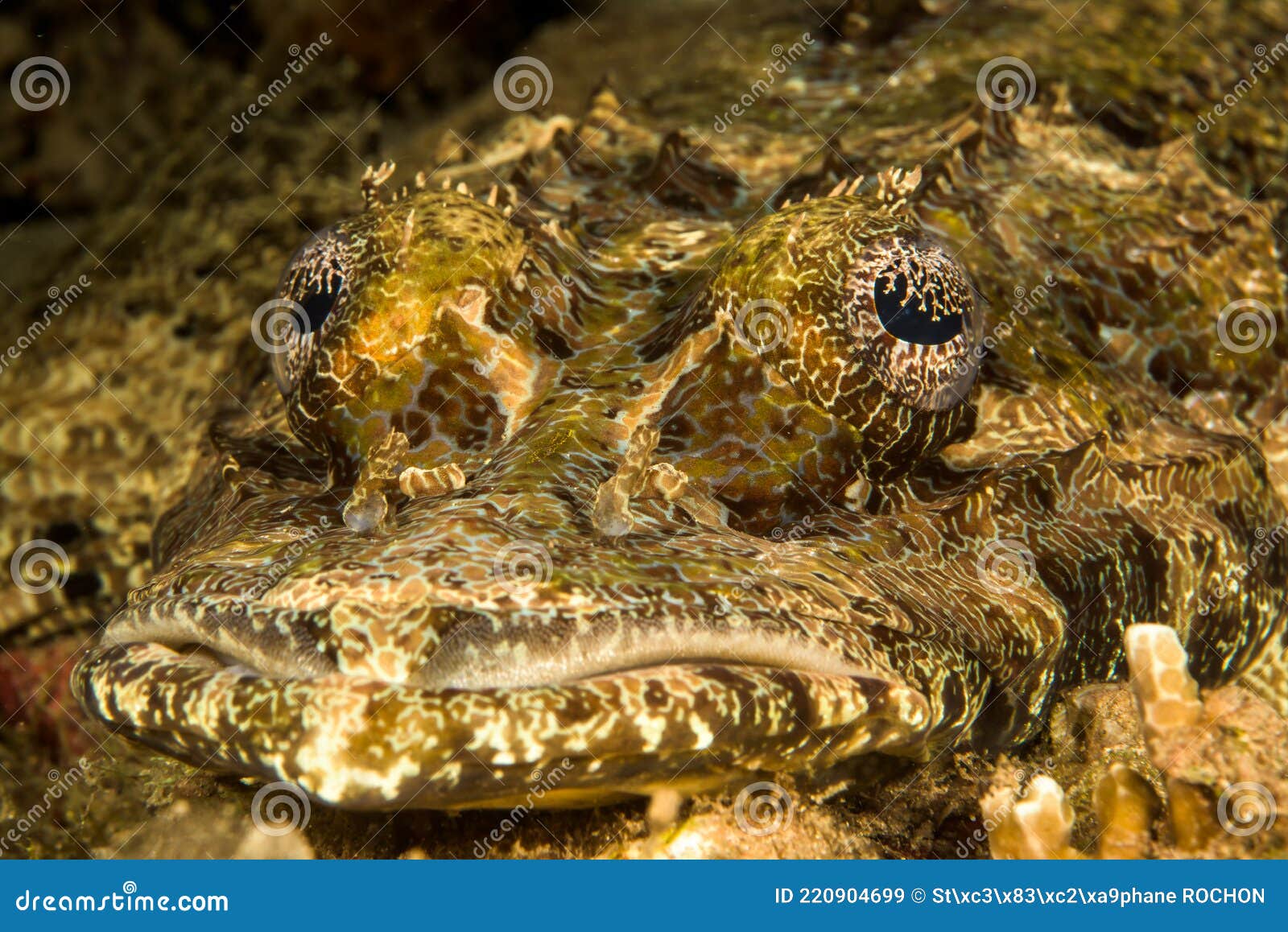 Crocodile flathead fish stock image. Image of small - 220904699
