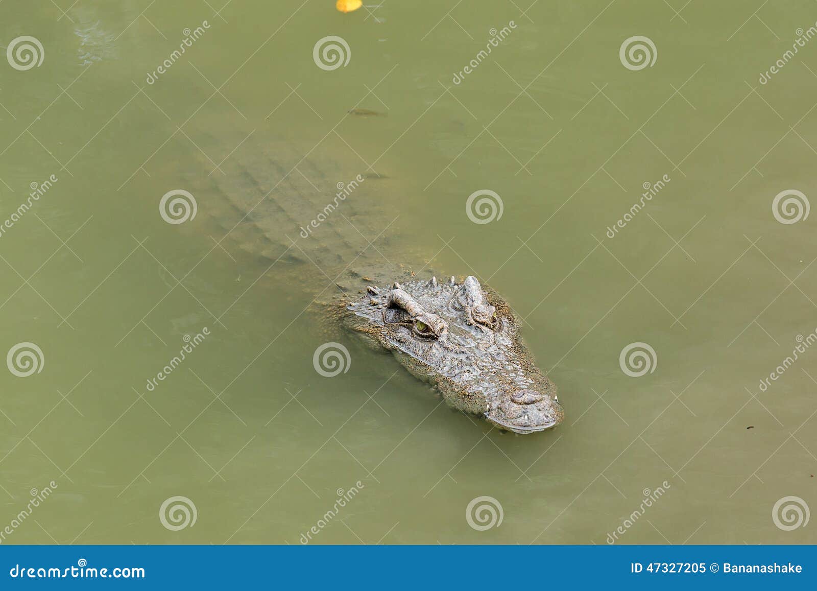 Crocodile Floating In The Water Royalty-Free Stock Image ...