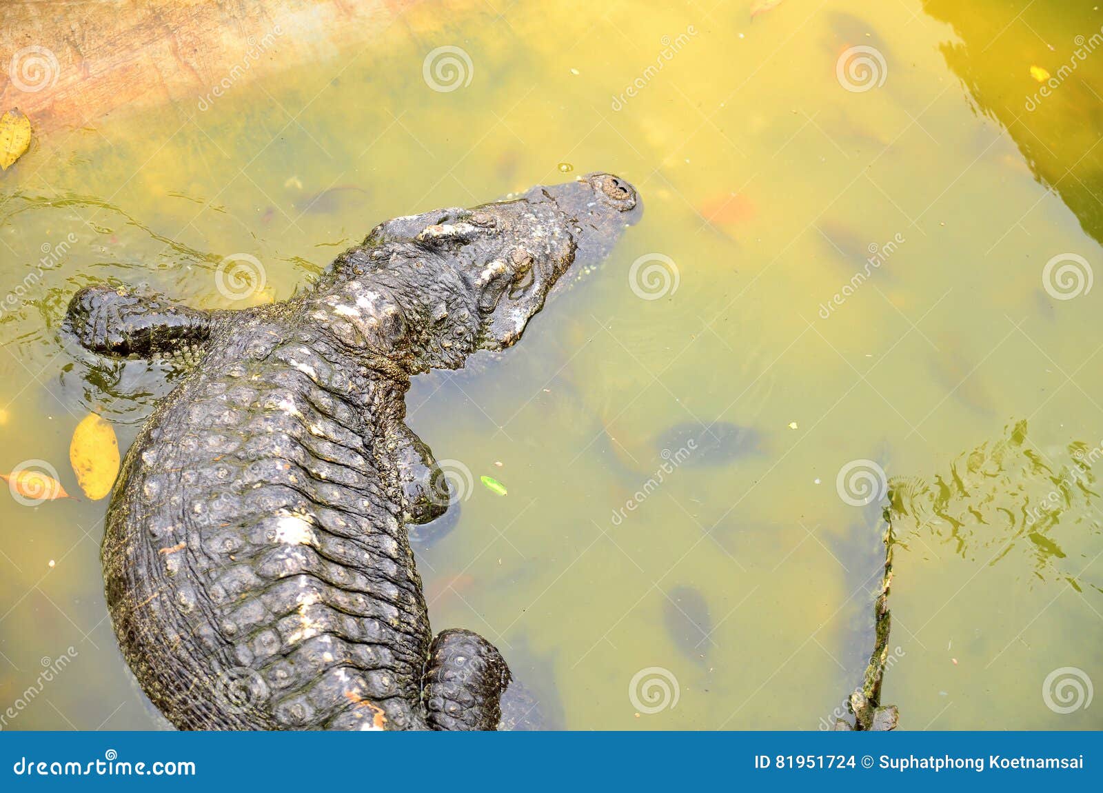 Crocodile stock photo. Image of crawl, crocodiles, carnivore - 81951724