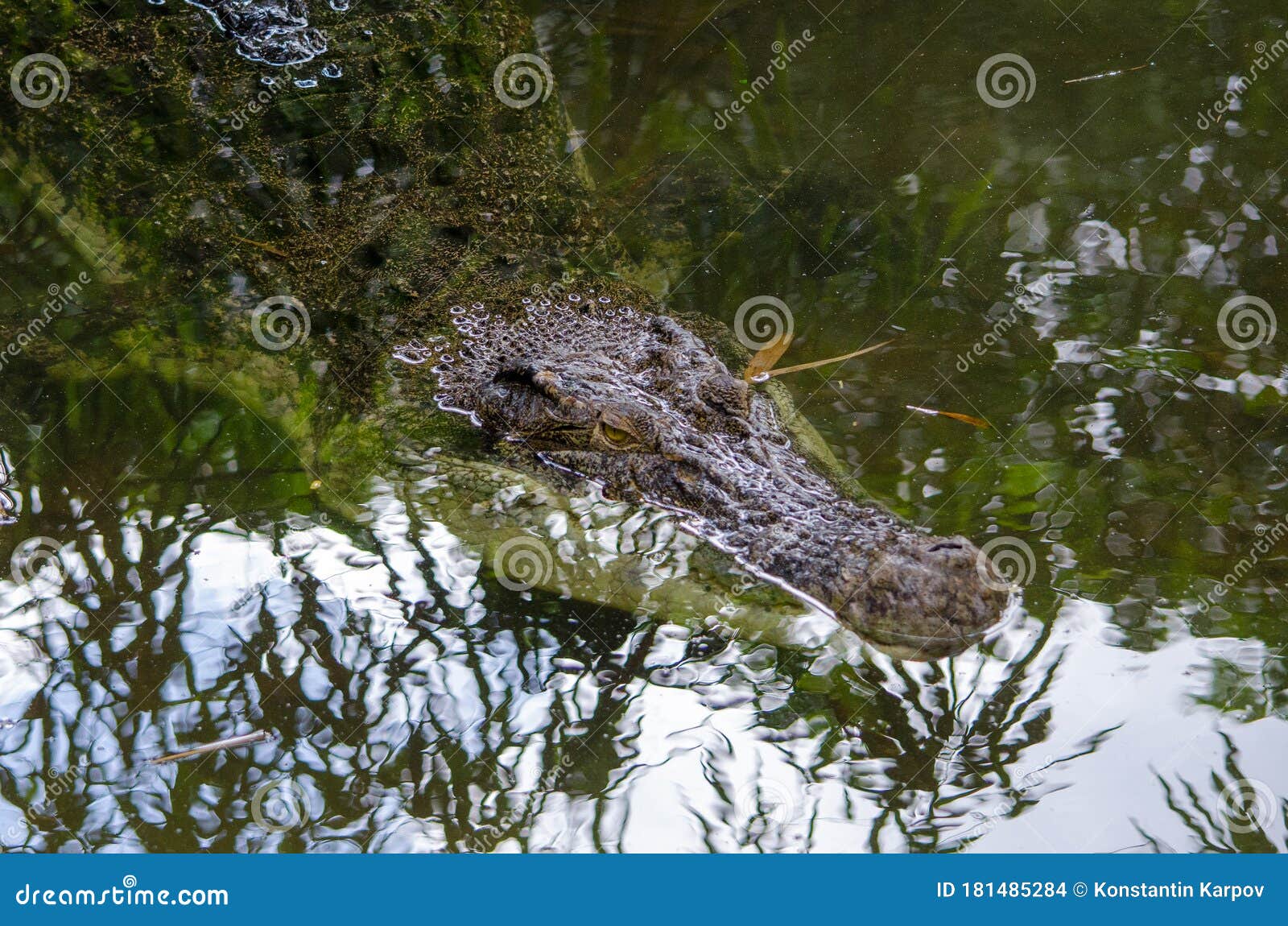 Crocodile Floating on the River, Head Closeup Stock Photo - Image of ...
