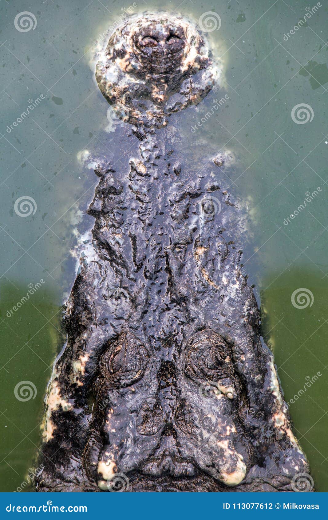 Crocodile Floating in the Water Stock Photo - Image of leather, river ...