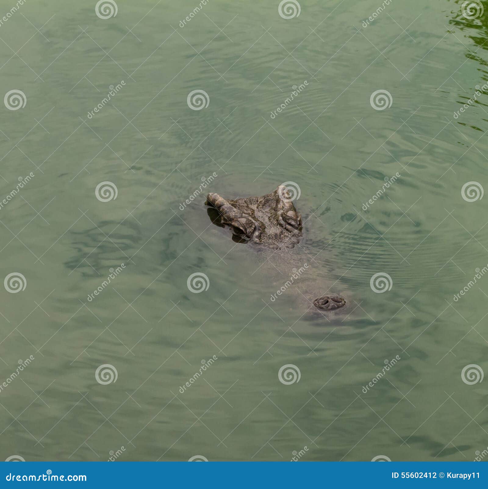 Crocodile Floating in the Water Stock Photo - Image of carnivore, large ...
