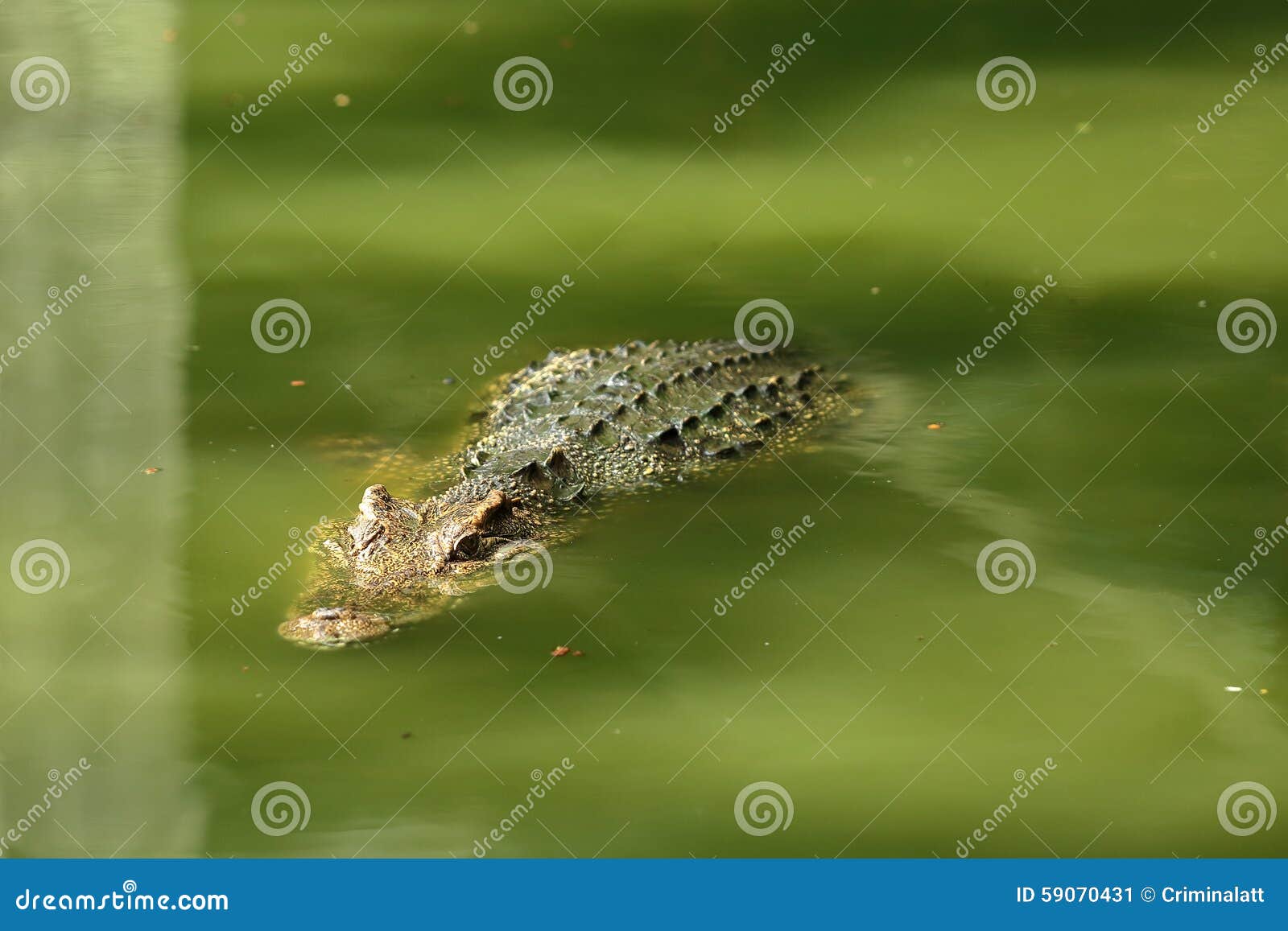 Crocodile Floating in the Water Stock Image - Image of crocodile, float ...