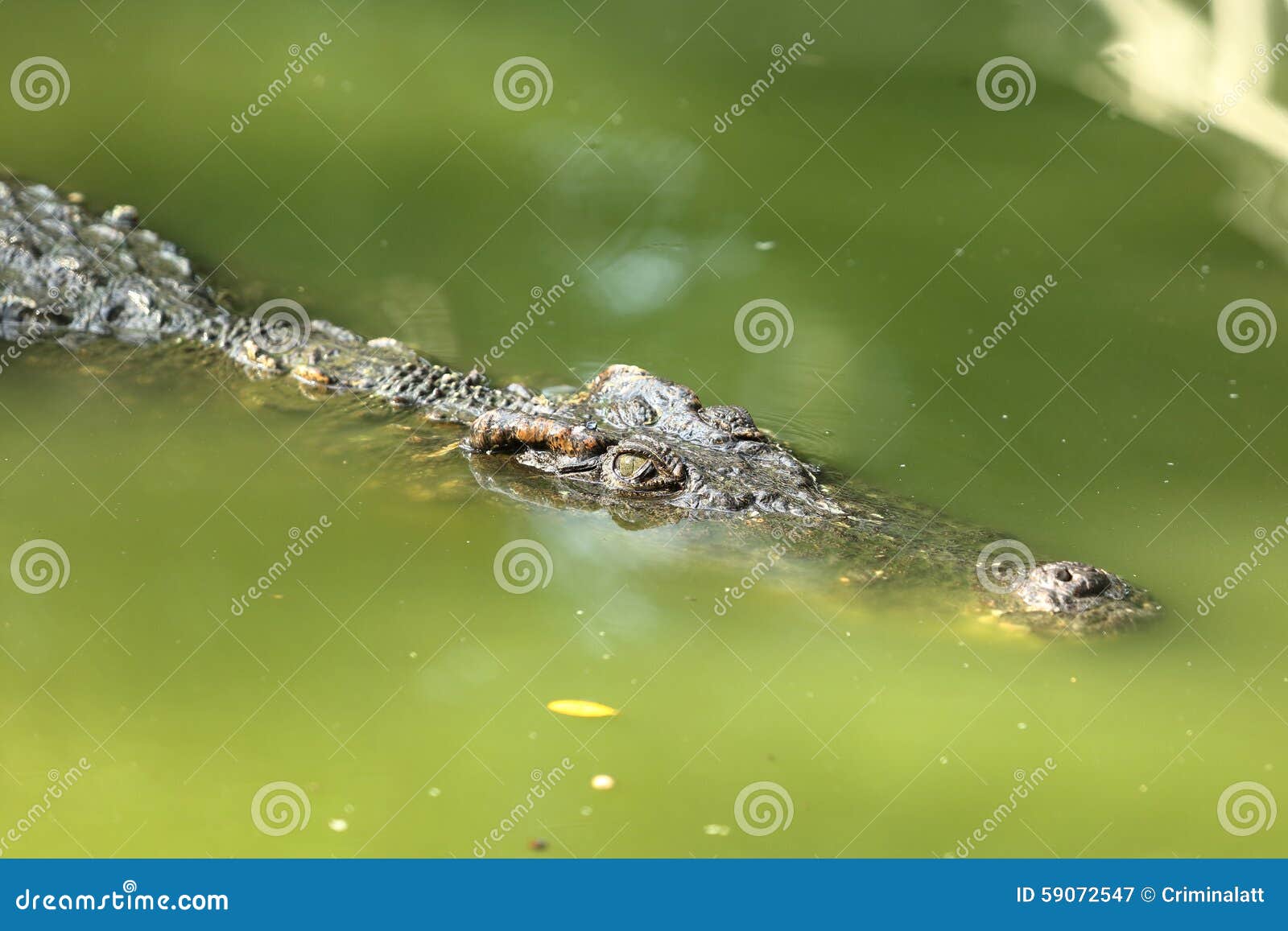 Crocodile Floating in the Water Stock Image - Image of wildlife, wild ...