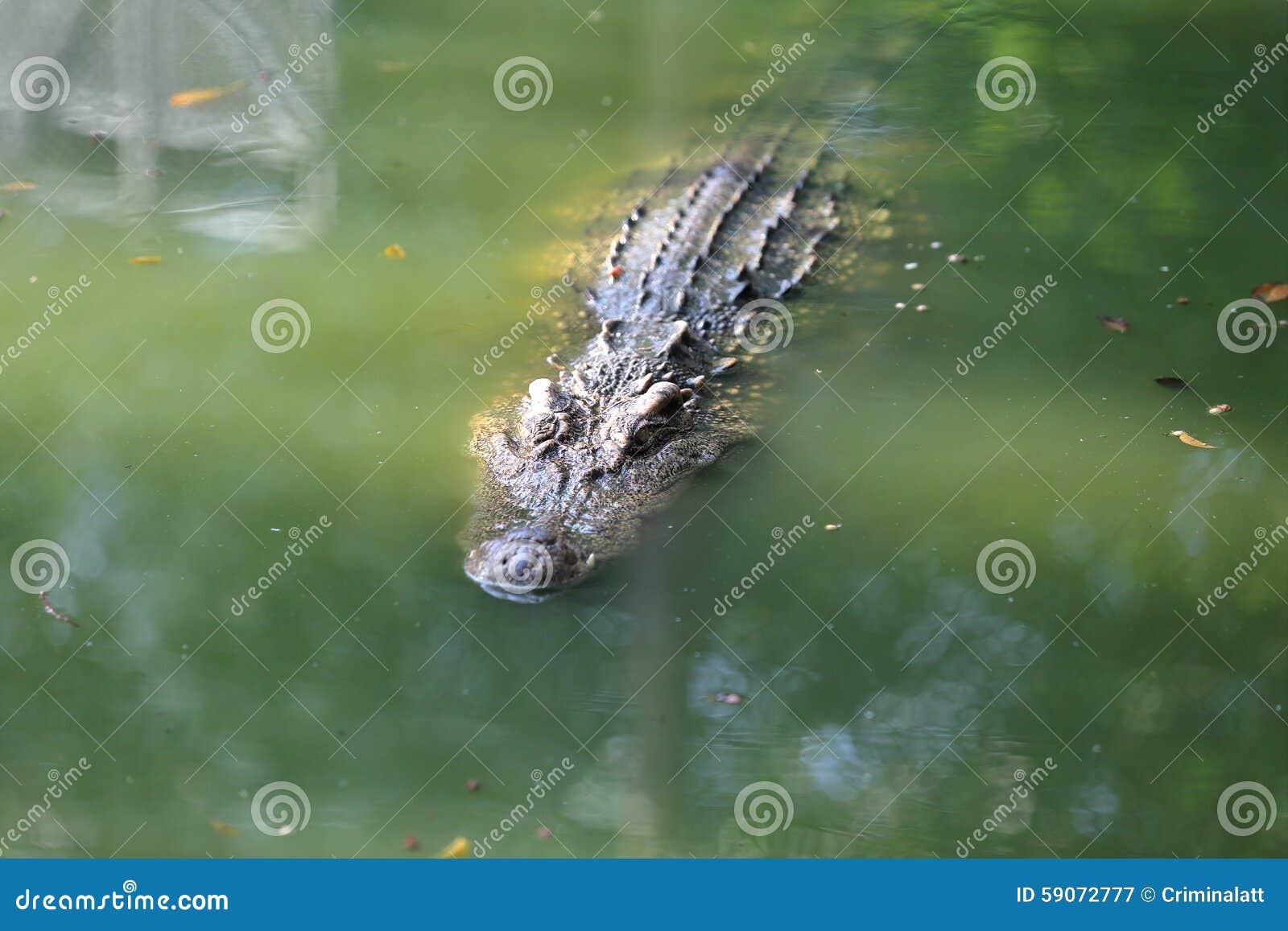 Crocodile Floating in the Water Stock Image - Image of predator, animal ...