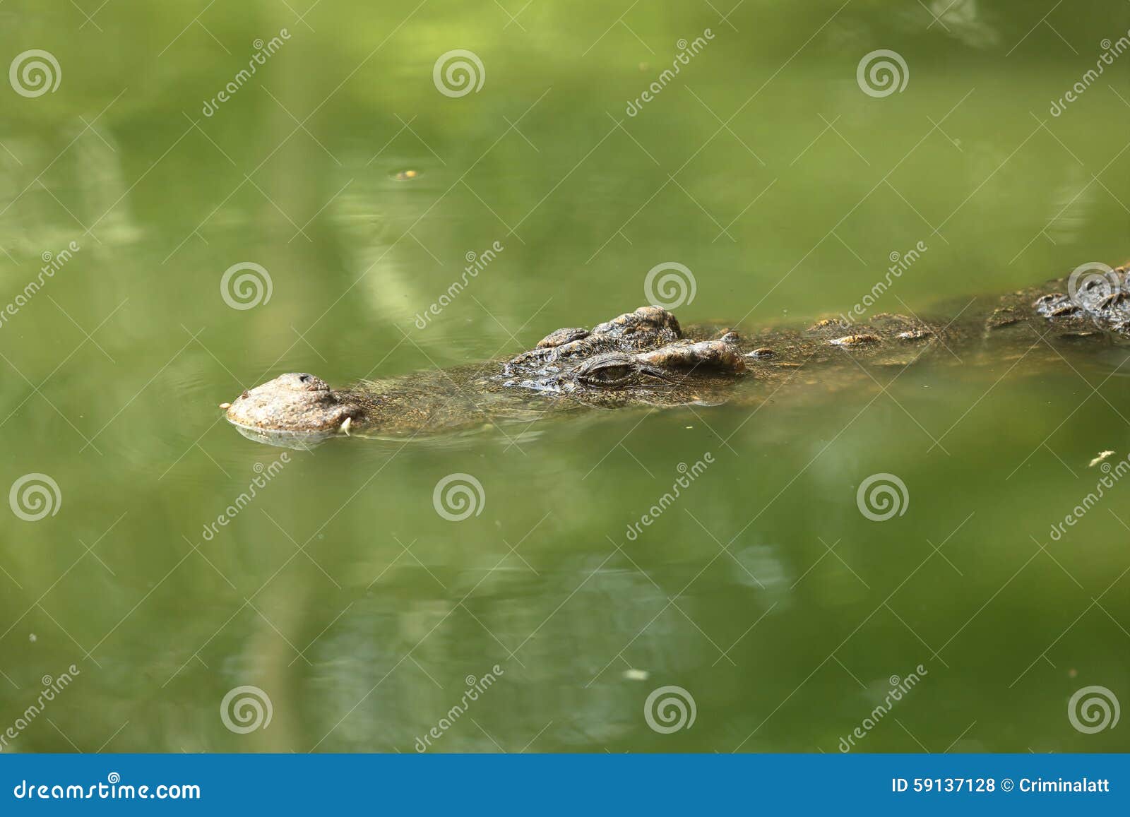 Crocodile Floating in the Water Stock Photo - Image of alligator ...