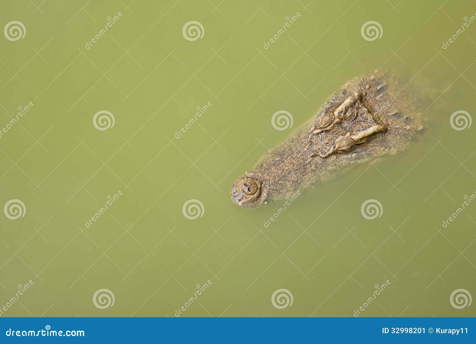 Crocodile Floating on Water. Stock Image - Image of wildlife, reptile ...