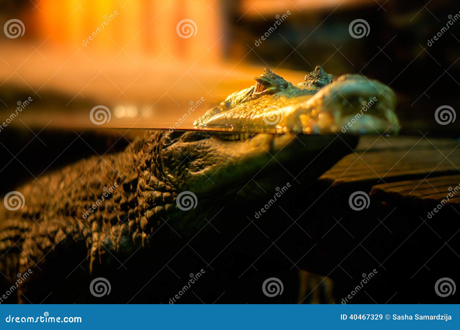 Crocodile Floating On The Water Surface Stock Image - Image of exotic ...