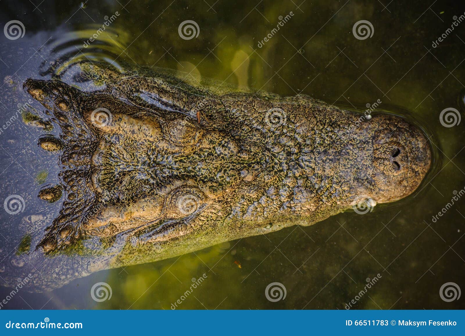 Crocodile Floating in Water View from the Top Stock Image - Image of ...