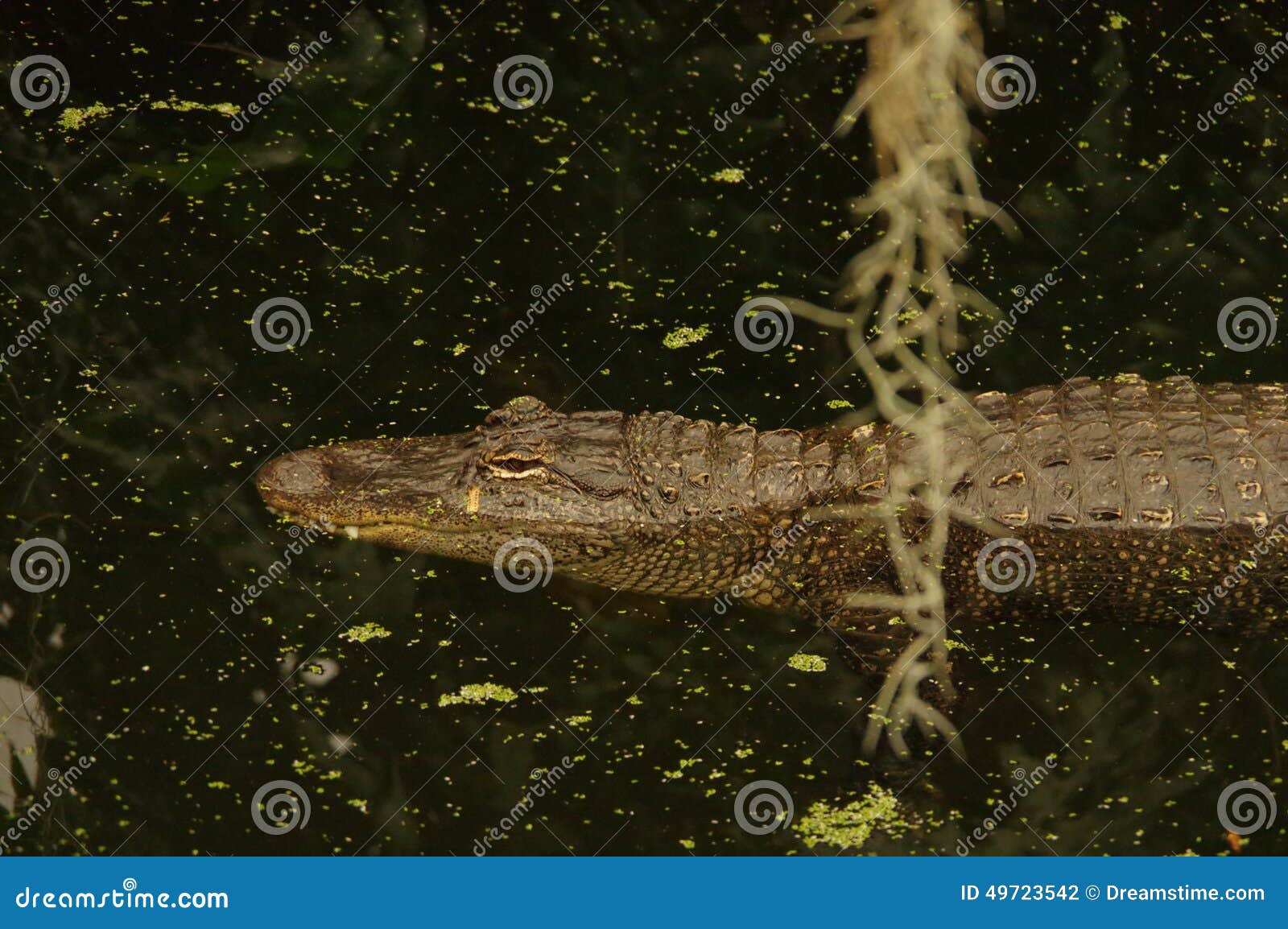 Crocodile Floating on Water Stock Photo - Image of animal ...