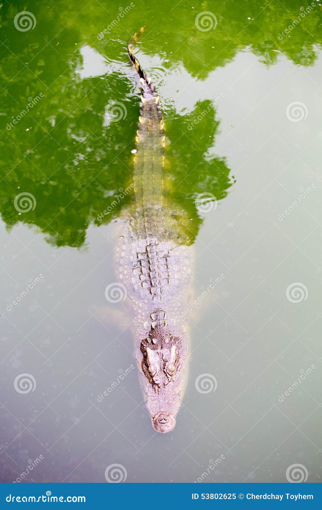 Crocodile Floating in the Water. Stock Image - Image of animal ...