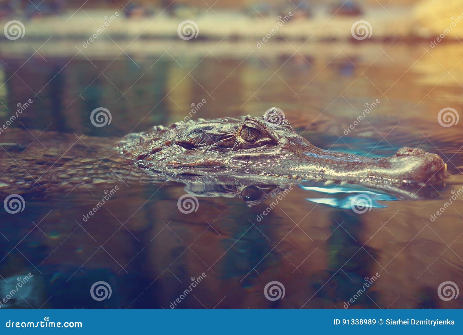 The Crocodile Floats on the Surface of the Water. Stock Image - Image ...