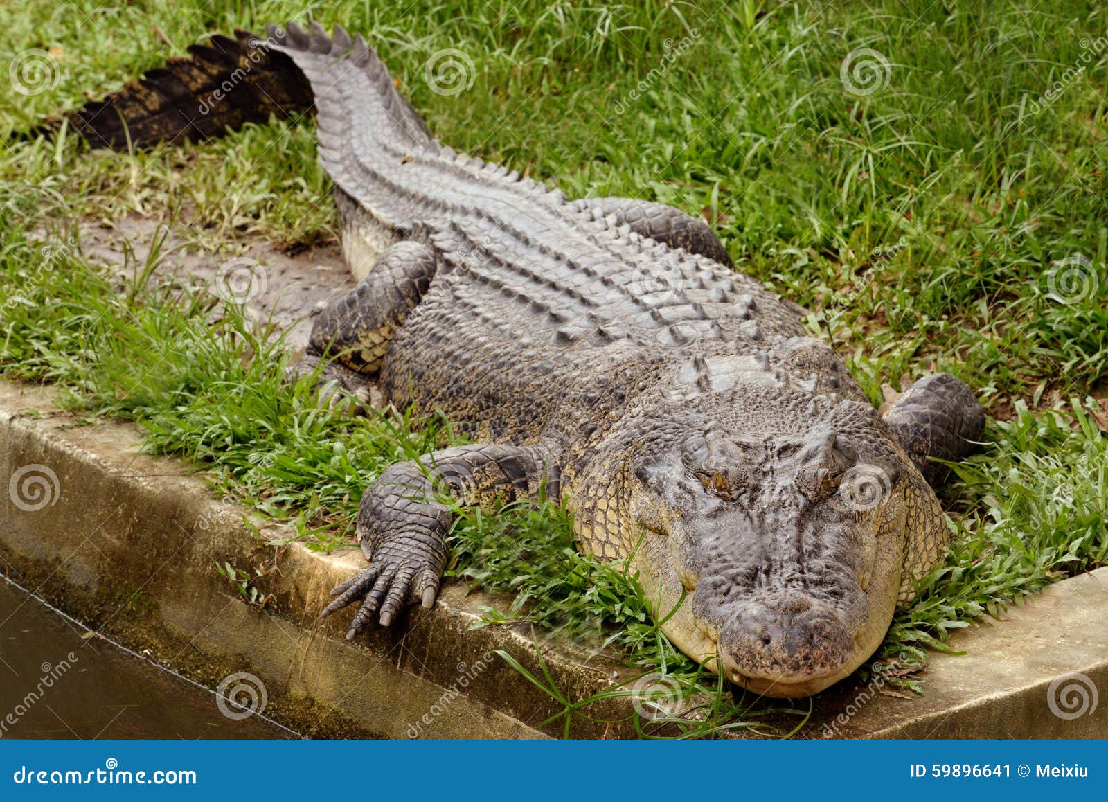 Crocodile stock image. Image of fierce, farm, teeth, beware - 59896641