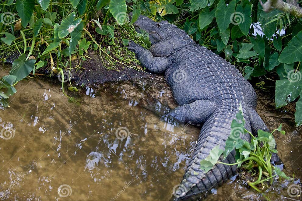 Crocodile in Florida swamp stock photo. Image of wade - 12175312