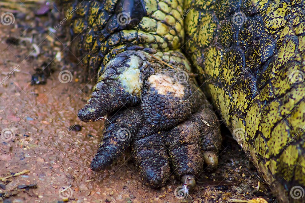 Crocodile foot stock image. Image of animals, wildlife - 63036915