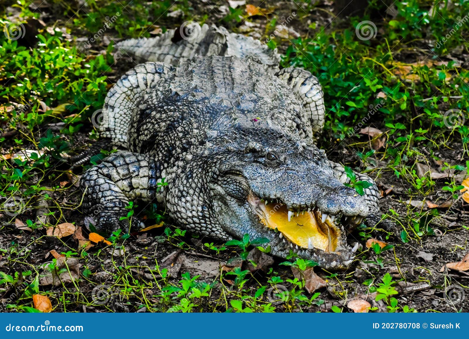 Crocodile in the forest stock photo. Image of green - 202780708