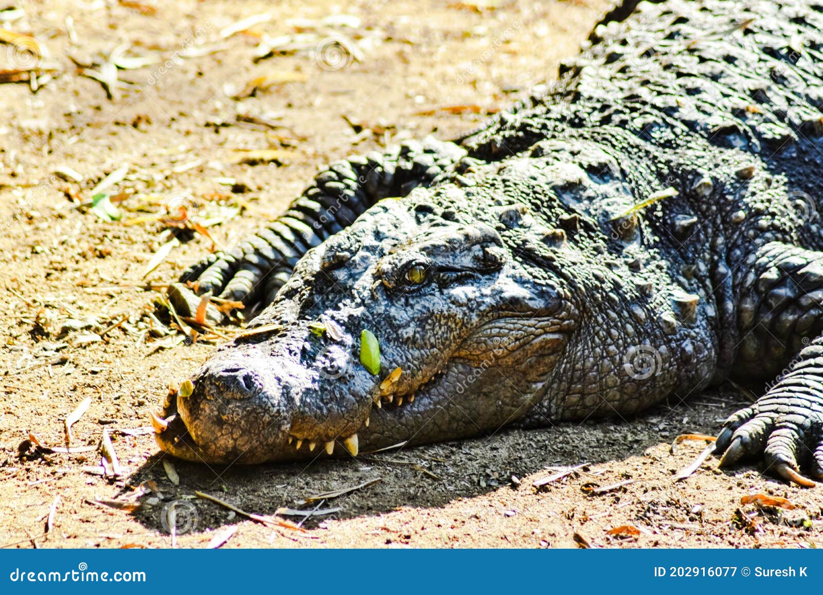 Crocodile in the forest stock image. Image of reptile - 202916077