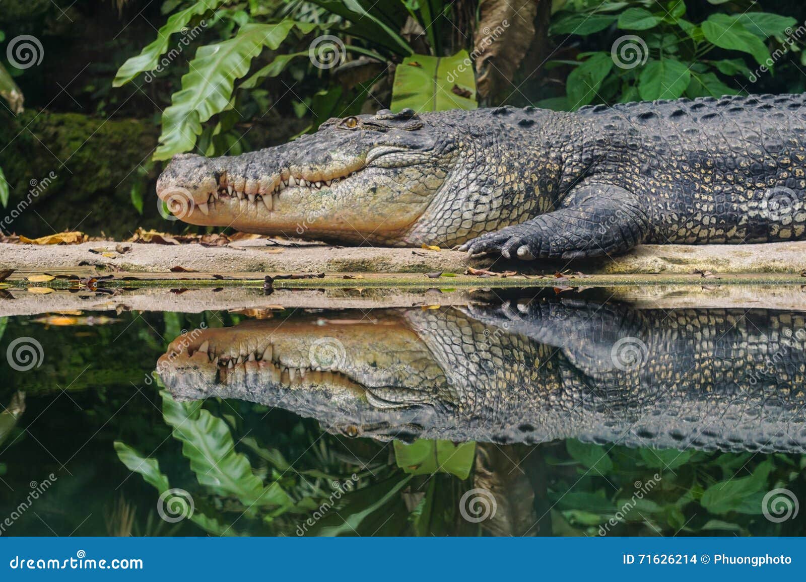 A crocodile in the forest stock photo. Image of forest - 71626214