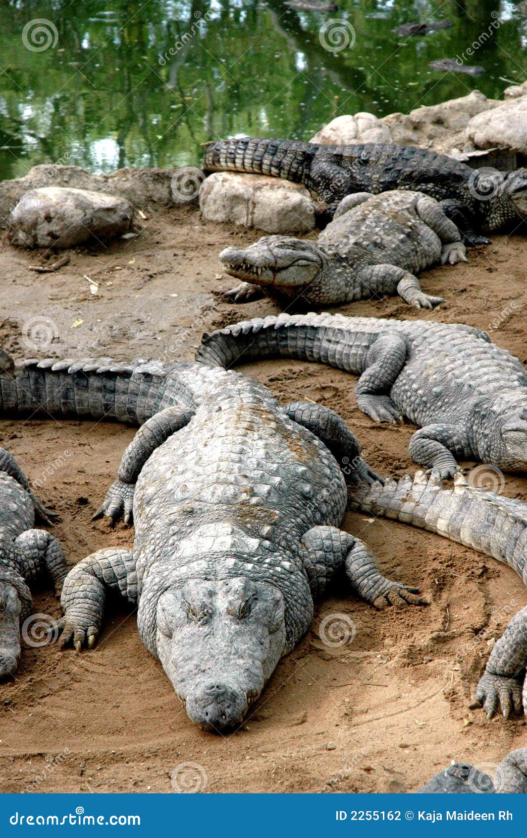 353 Crocodile Form Stock Photos - Free & Royalty-Free Stock Photos from ...