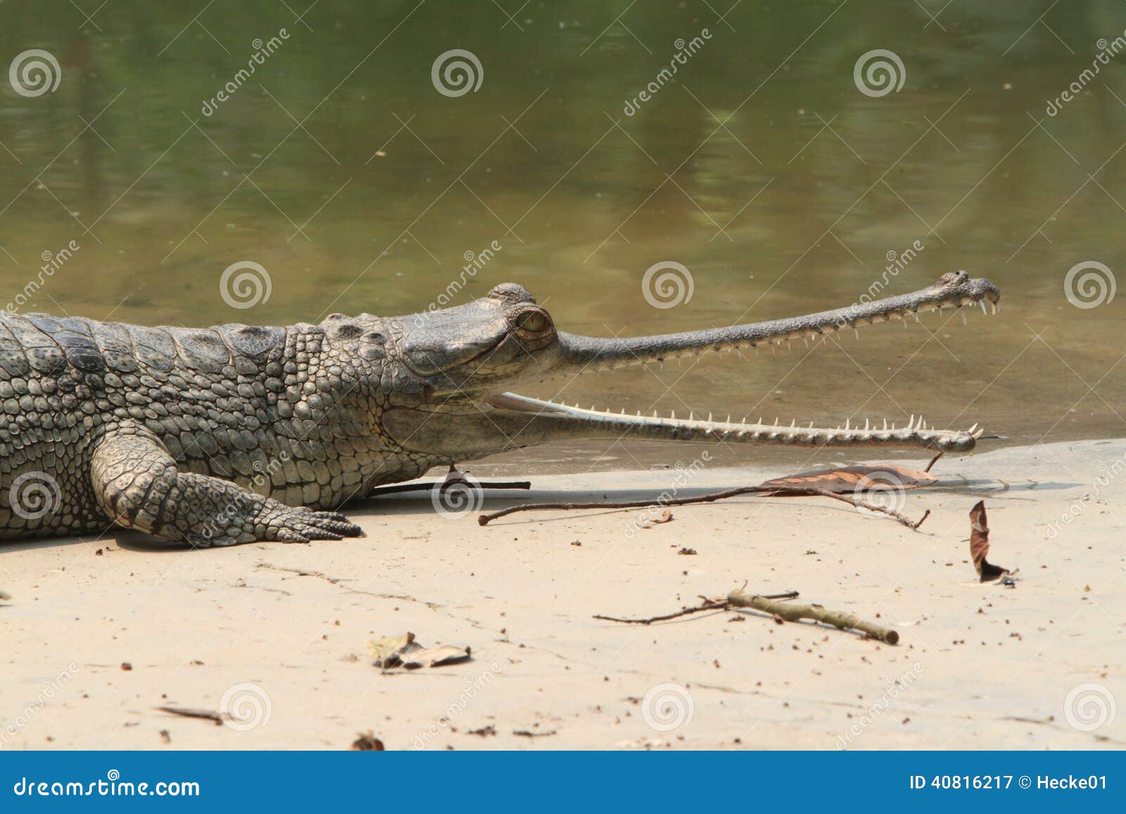 Ganges River Crocodiles