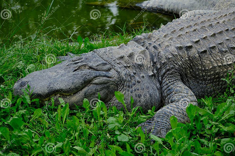 Crocodile in the grass stock image. Image of frog, wild - 279363755
