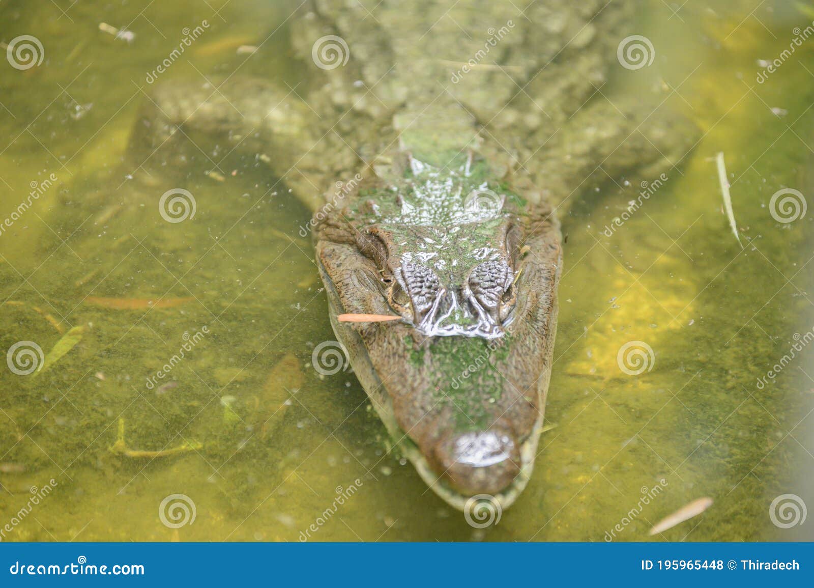 Crocodile in the pond stock photo. Image of wallpapers - 195965448