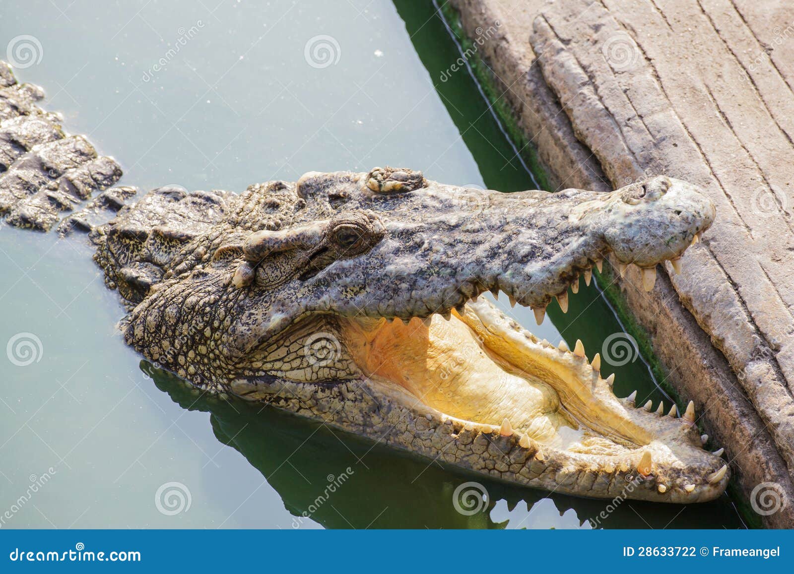 Crocodile in Green Pond Open Jaw Stock Photo - Image of close, reptile ...