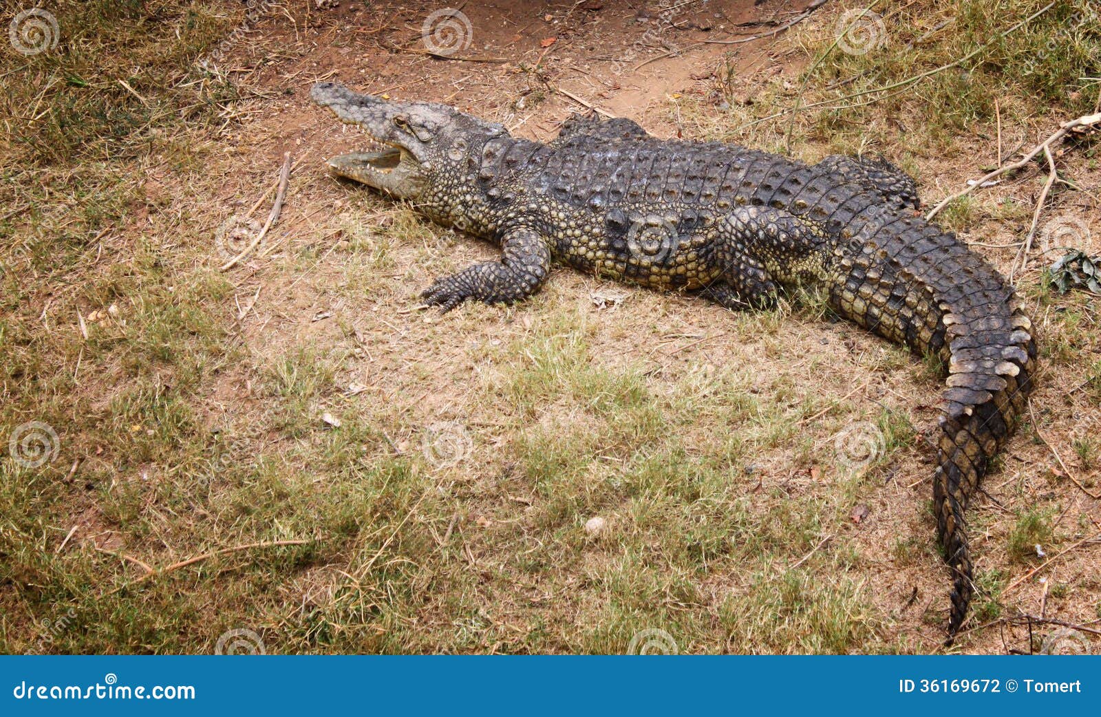 Crocodile on the ground stock photo. Image of river, dental - 36169672